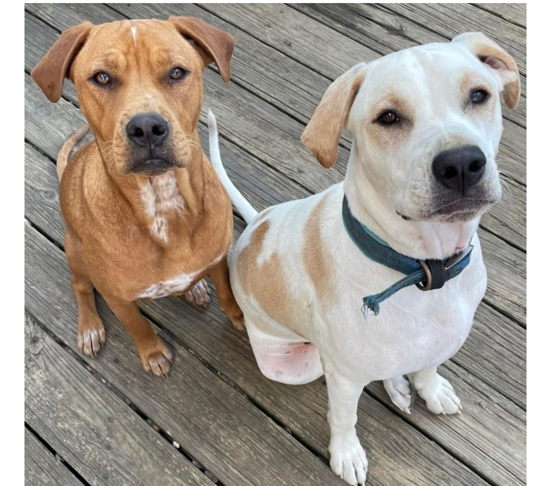 Long Island NY Snow Plow Driver Rescues 2 Dogs During Record-Setting ...